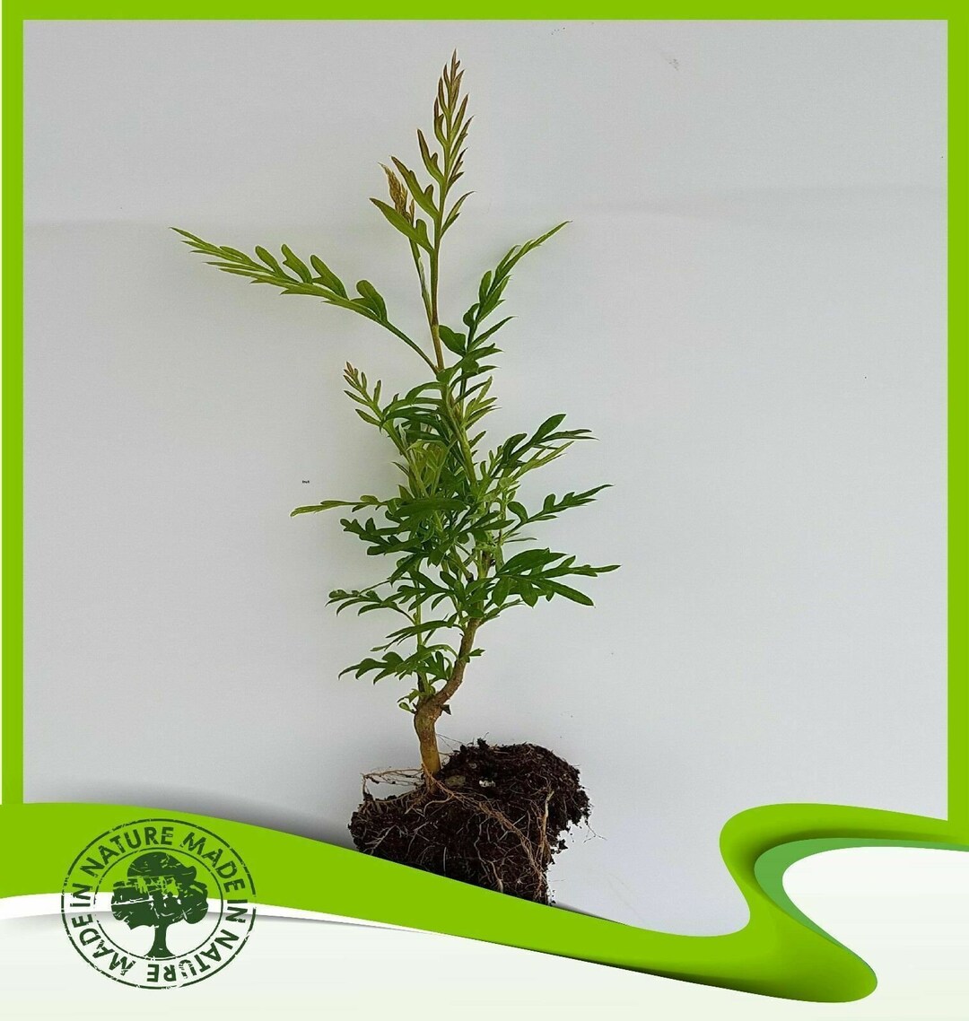 Grevillea robusta (roble plateado australiano) - Planta - Etsy España
