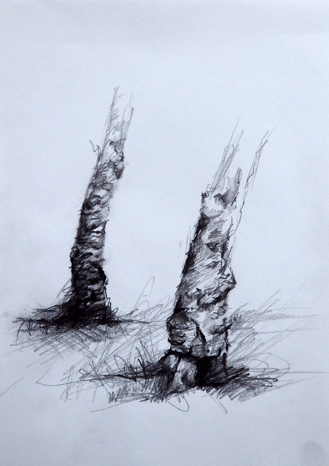 Digital File of Tree Trunks Graphite Sketch Used as Docoration to Print ...