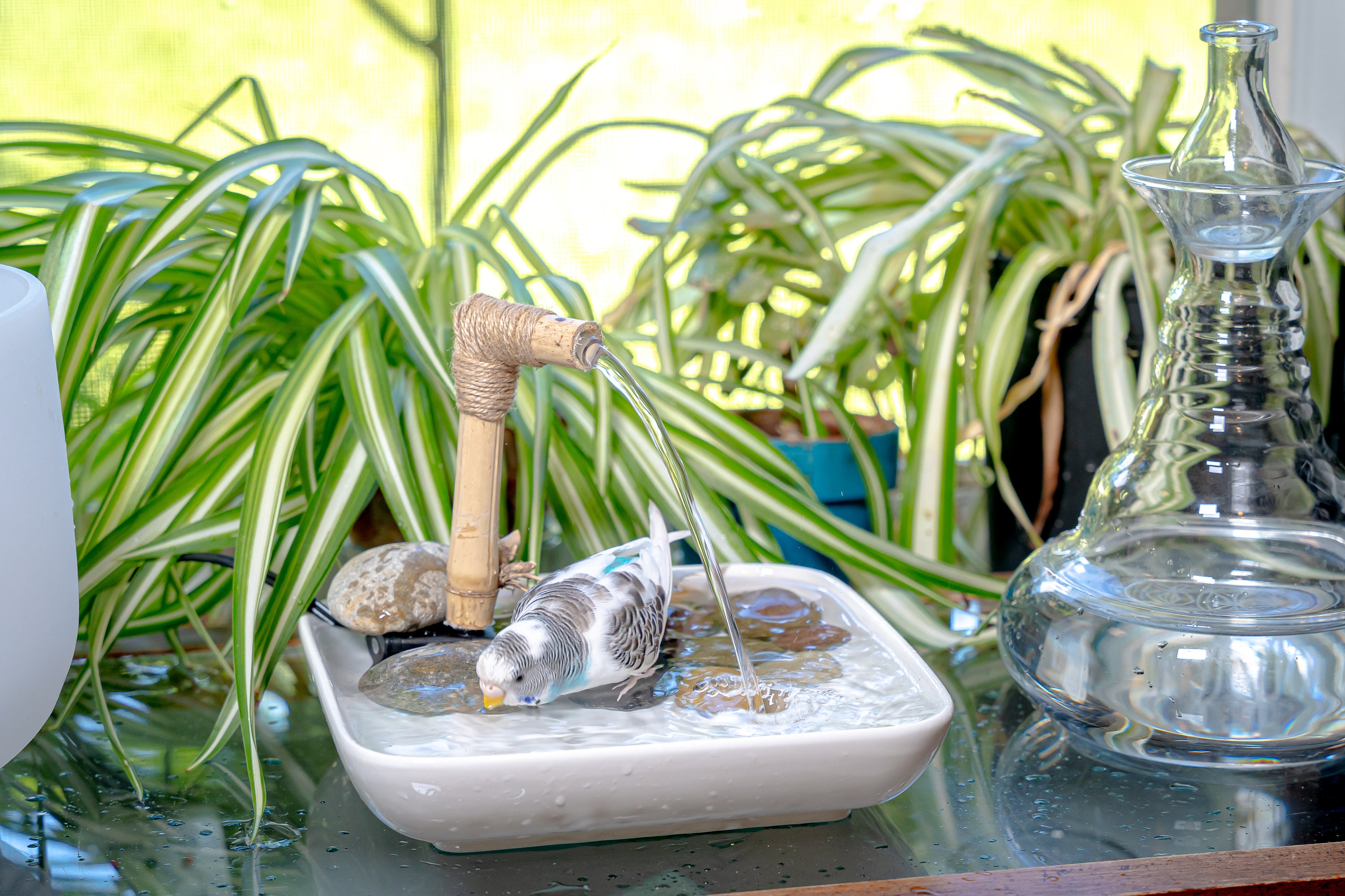 Reiki's Zen Budgie Spa Oasis Model Bird Bath Porcelain Bowl, Real ...