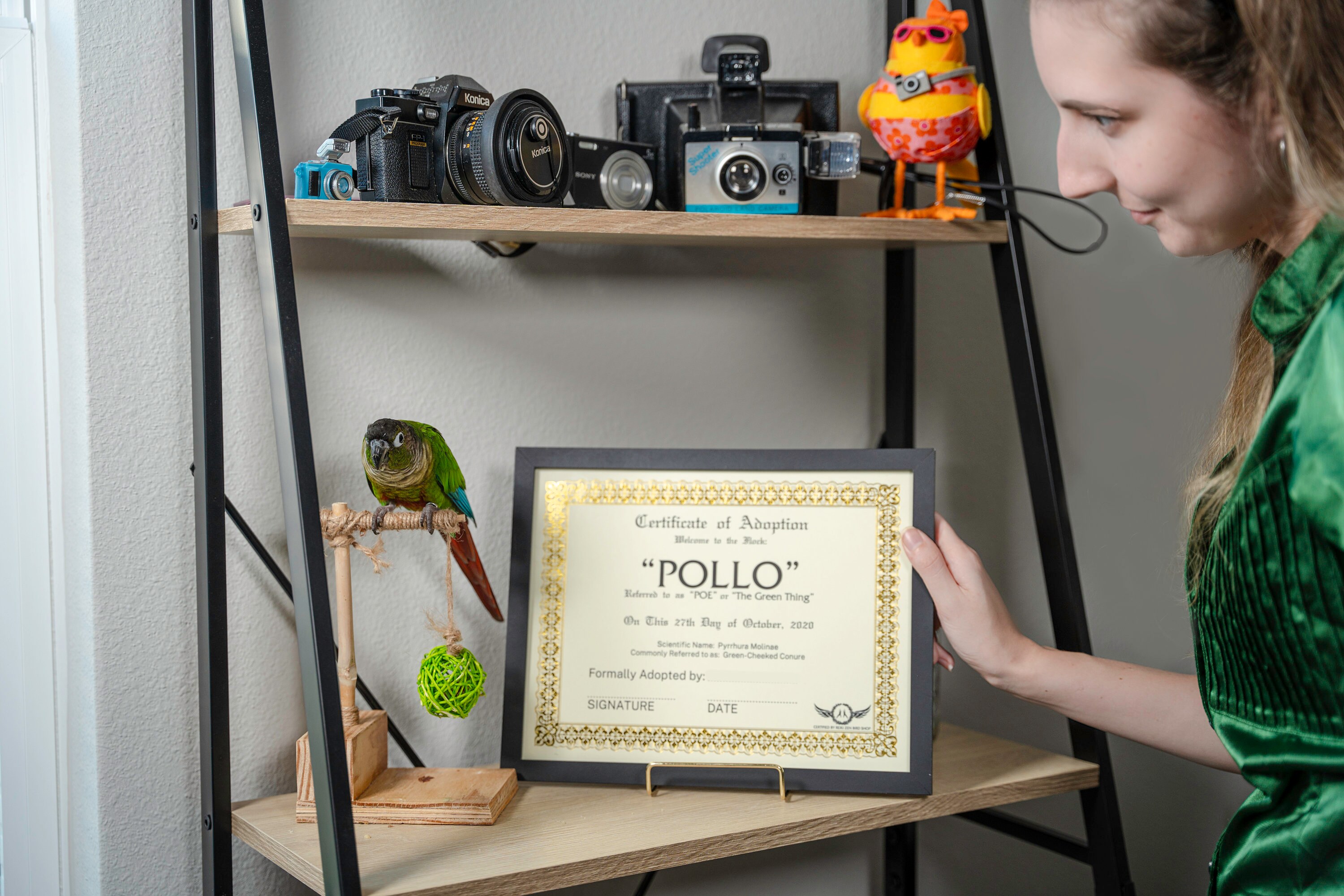 Bird Certificate of Adoption/hatch Free Shipping - Etsy