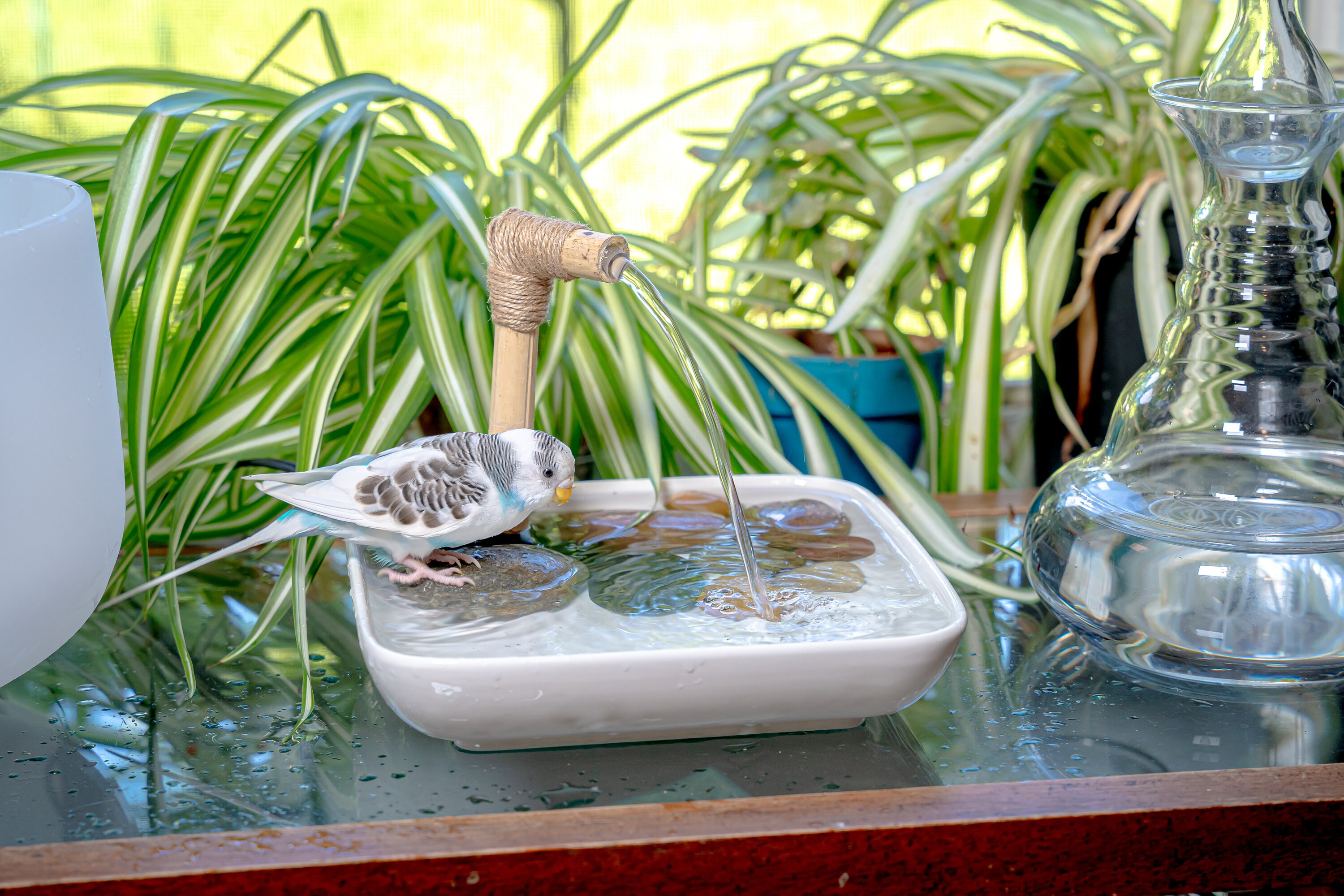 Reiki's Zen Budgie Spa Oasis Model Bird Bath Porcelain Bowl, Real ...