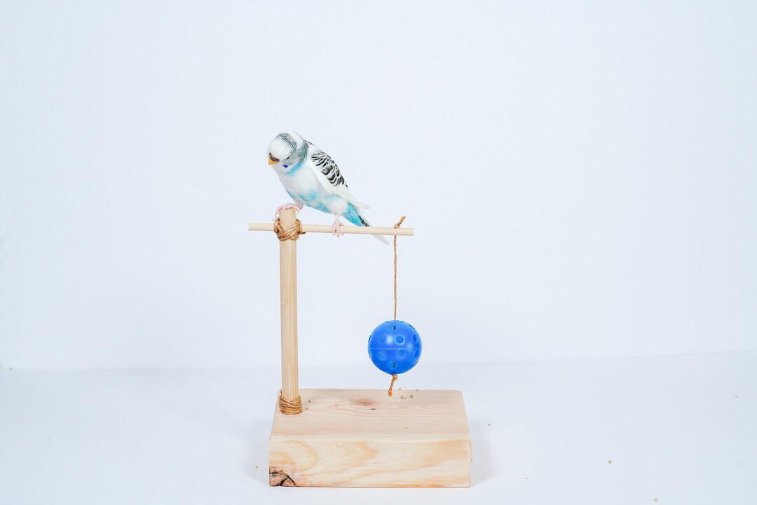 Parakeet Piñata Bird Toy Bola Model Budgie, Conure, Cockatiel ...