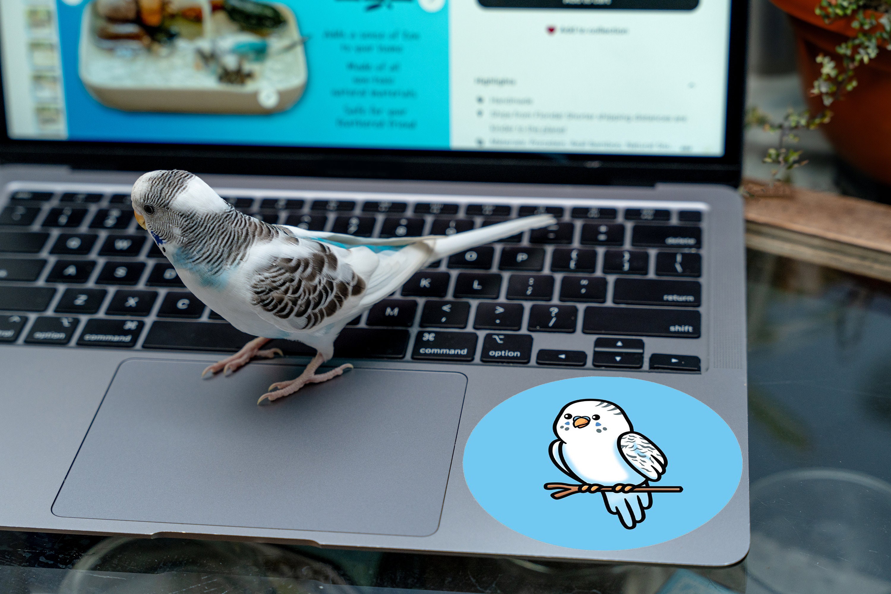 Cute Round Bird Sticker Budgie Sticker, Bird Sticker - Etsy