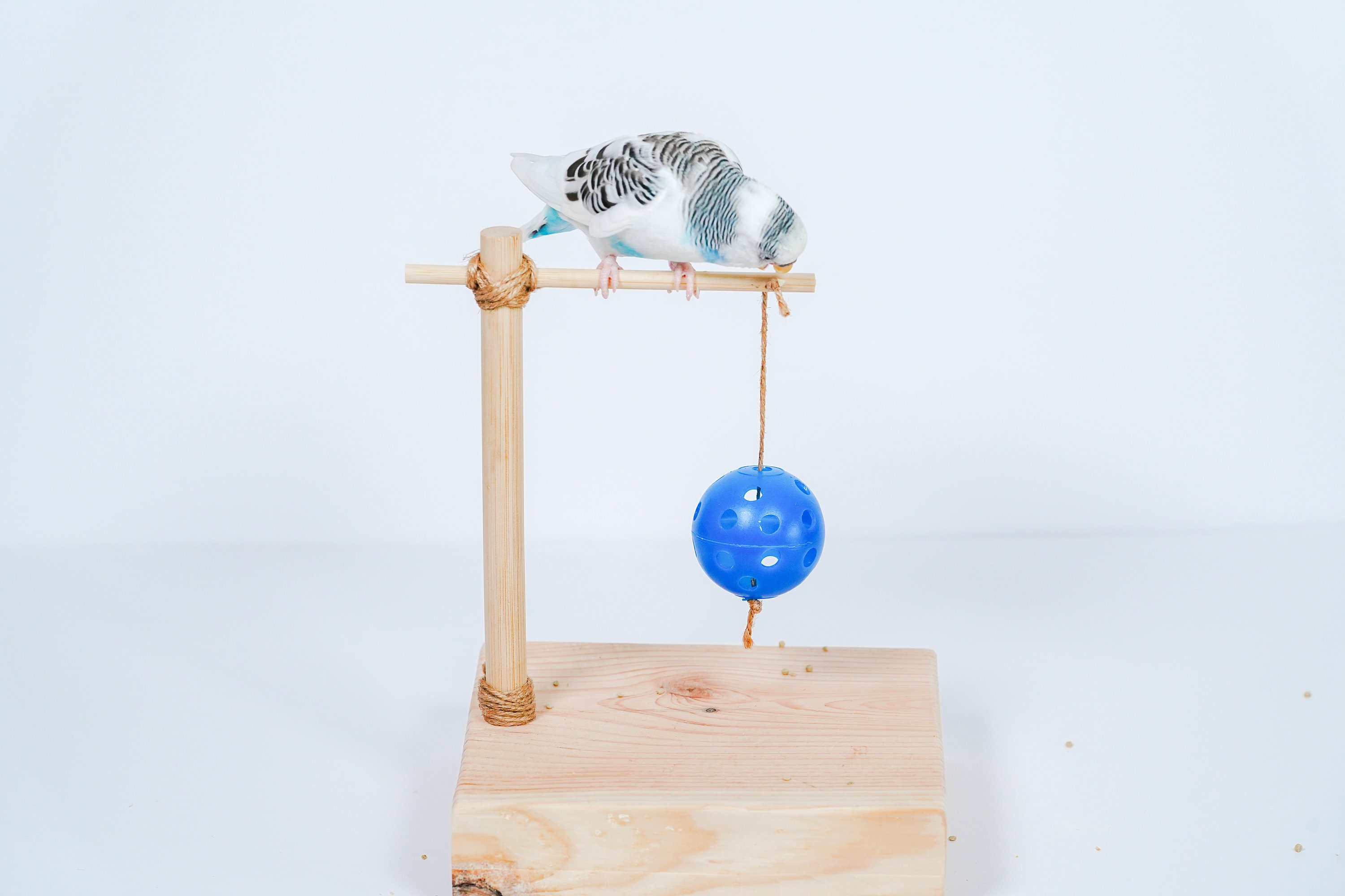 Parakeet Piñata Bird Toy Bola Model Budgie, Conure, Cockatiel ...