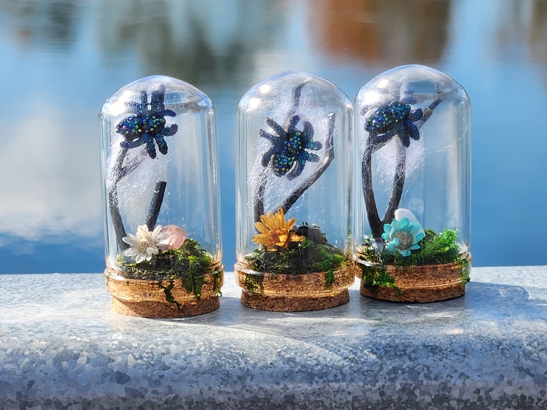 Mini Spider Terrarium - Etsy