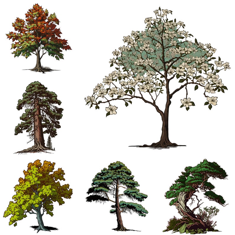 Clipart Trees SVG & PNG | Digital Tree Art | 150 Images | 30 Treetypes ...