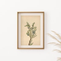 Juniper Tree - Etsy