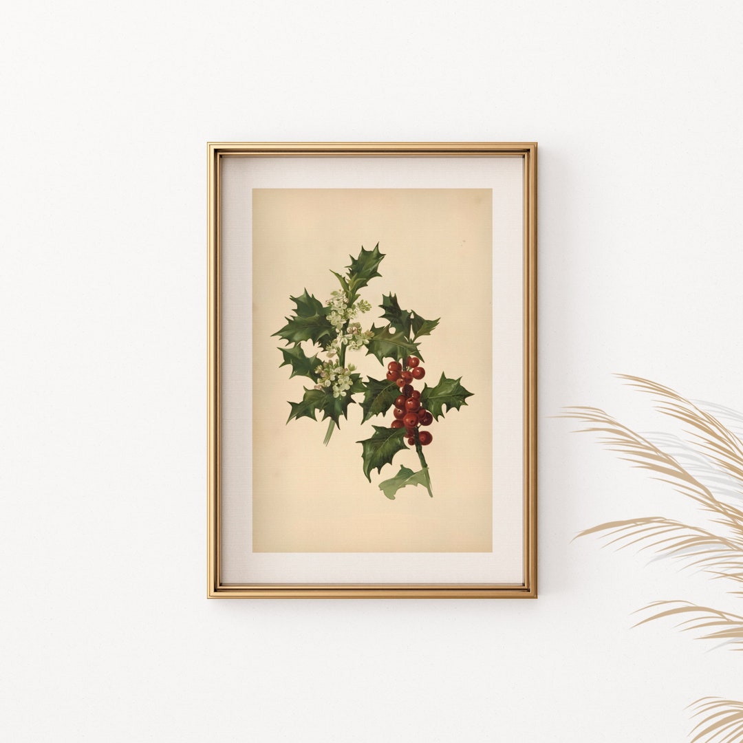 Vintage Botanical Print, Holly Plant Illustration, Wall Art Decor ...