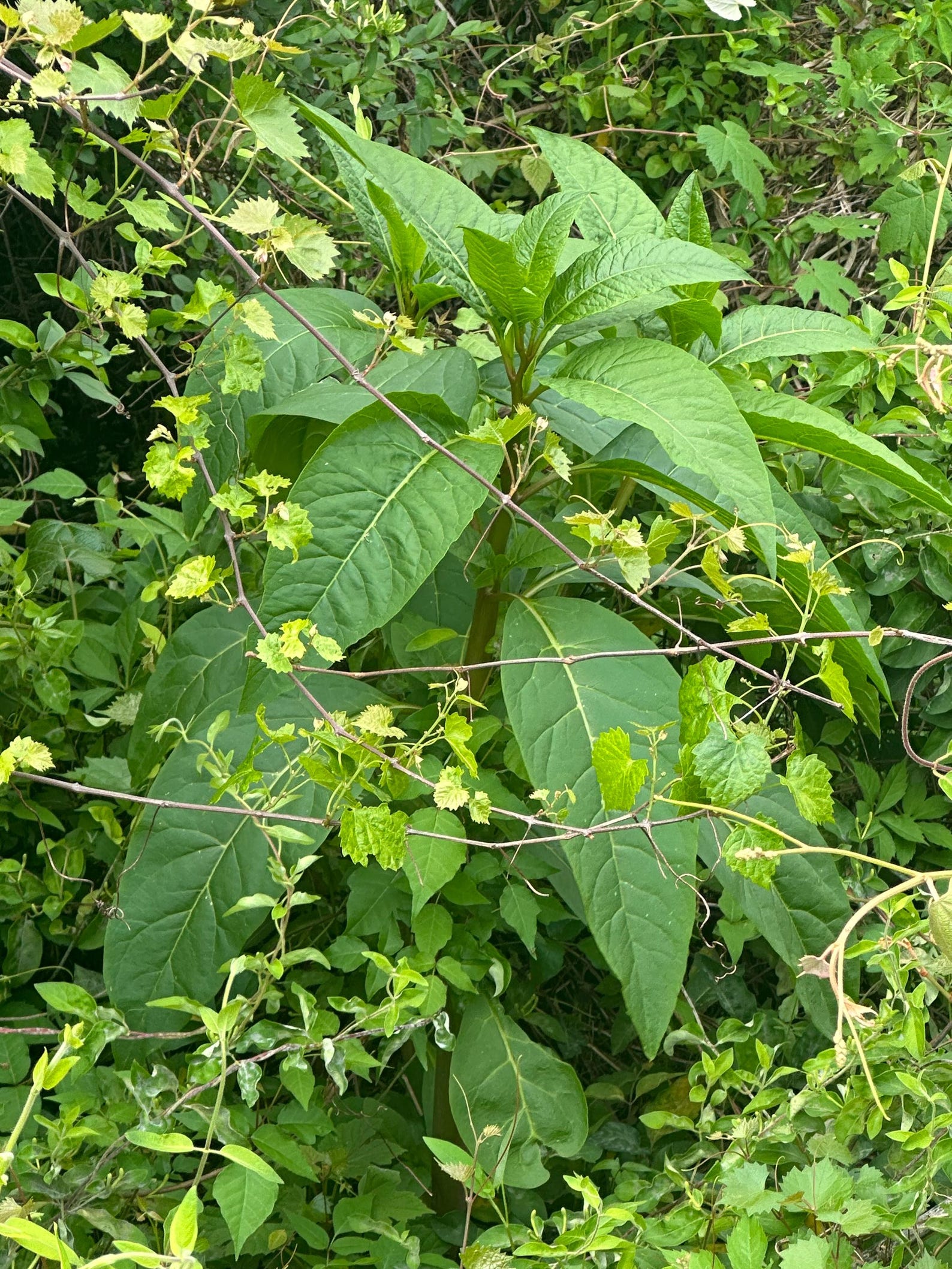 Poke Root - Phytolacca Americana, Fresh - Etsy