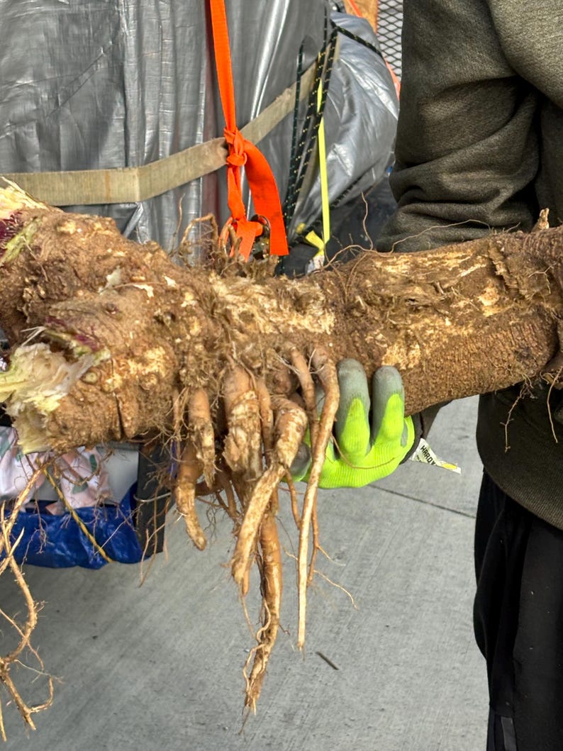 Poke Root - Phytolacca Americana, Fresh - Etsy
