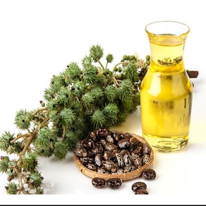 POKE ROOT and CASTOR Oil Salve - Etsy