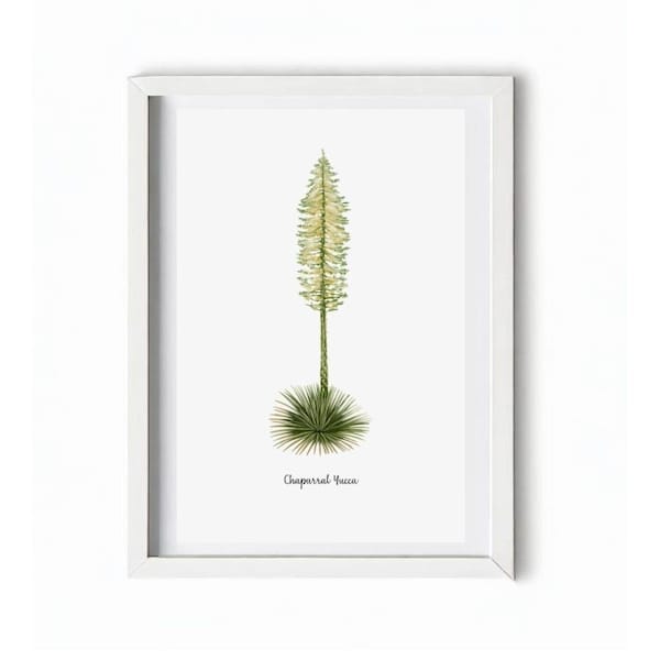 California Native Plants Art - Etsy