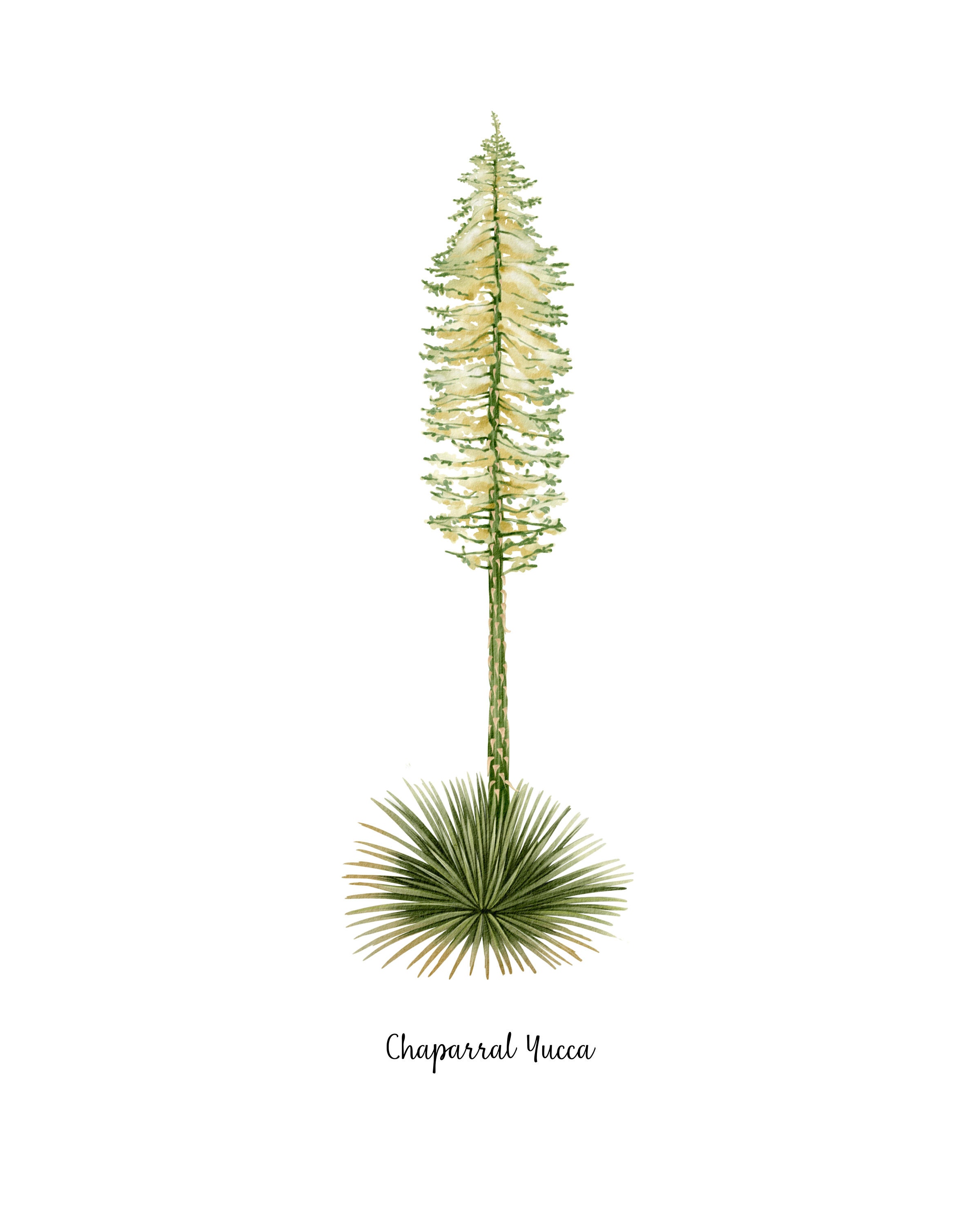 Chaparral Yucca Wildflower Wall Art / Print Poster / Southern ...