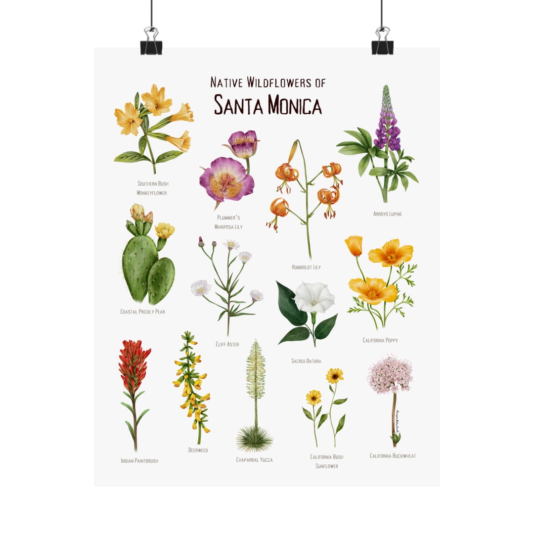 Santa Monica Wildflower Wall Art / Print Poster / Southern California ...
