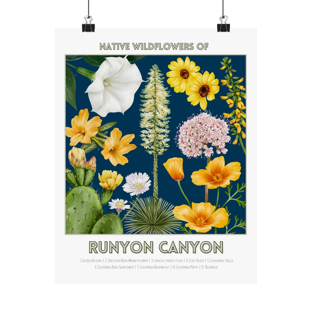 Runyon Canyon Wildflower Wall Art / Botany Print Poster / Native Plants ...