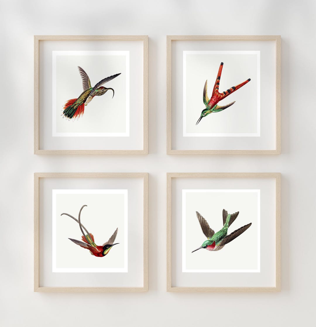 Colorful Birds of Paradise Set of 4 | Tropical Square Wall Art for ...