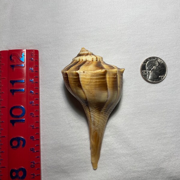 Florida Whelk Shell - Etsy