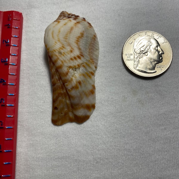 Turkey Wing Shells - Etsy