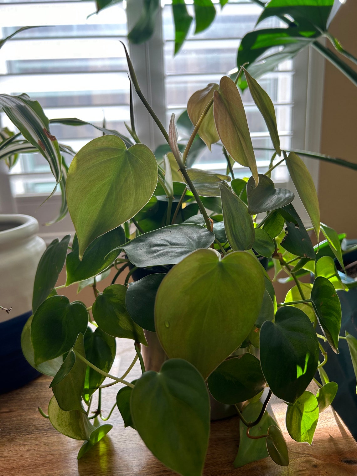 8 Plant Cuttings Bundle for Propagation, Pothos Cuttings, Plant Bouquet ...