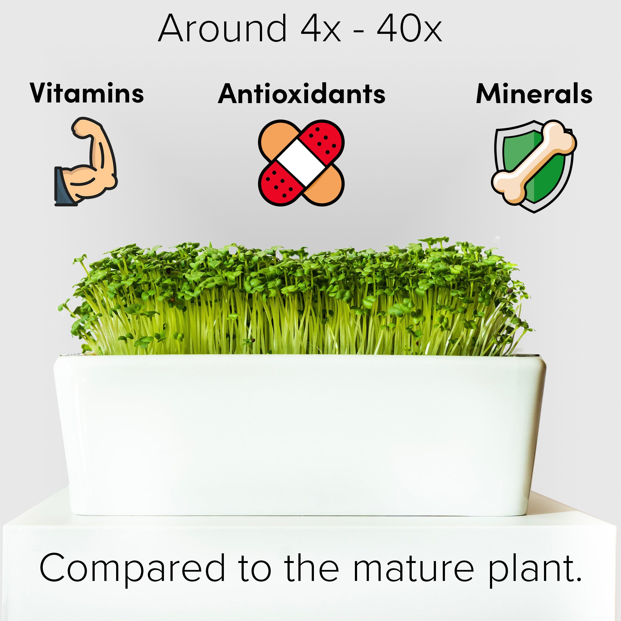 Microgreen Grow Kit - Grow Superfoods at Home - Etsy