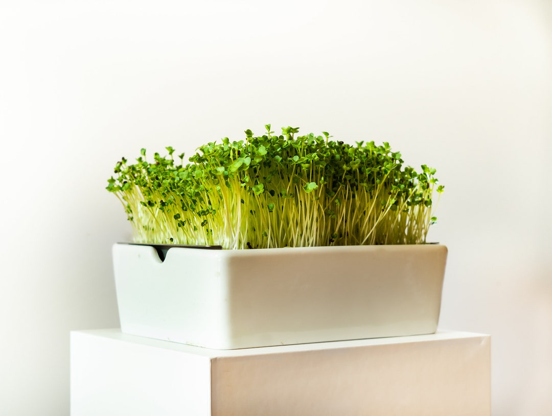 Microgreen Grow Kit Grow Superfoods Hydroponically - Etsy