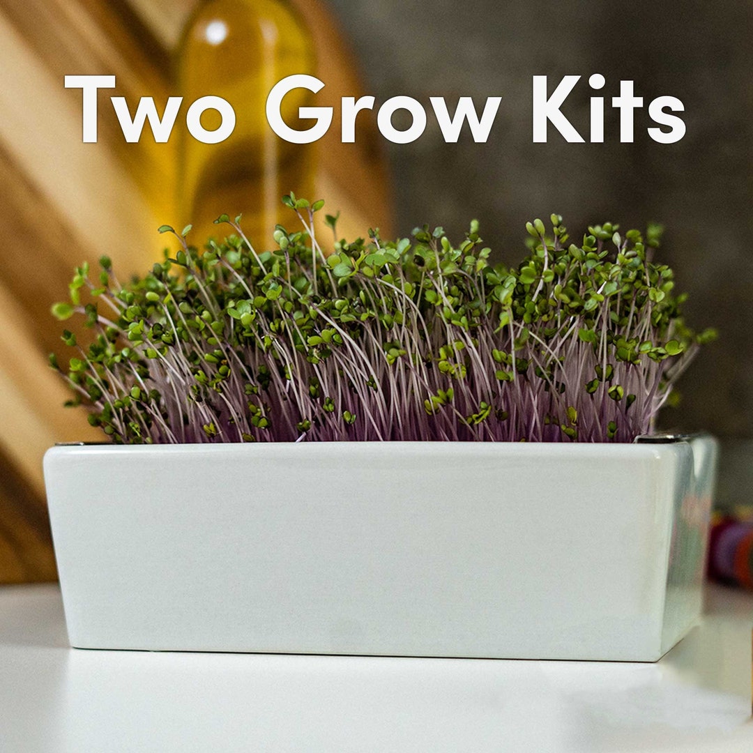 Double Microgreen Grow Kit Bundle - Twice the Superfoods at Home - Etsy