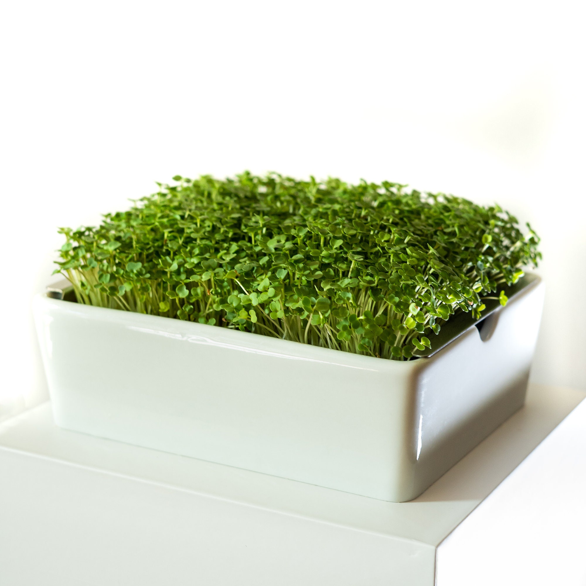 Microgreen Grow Kit - Grow Superfoods at Home - Etsy