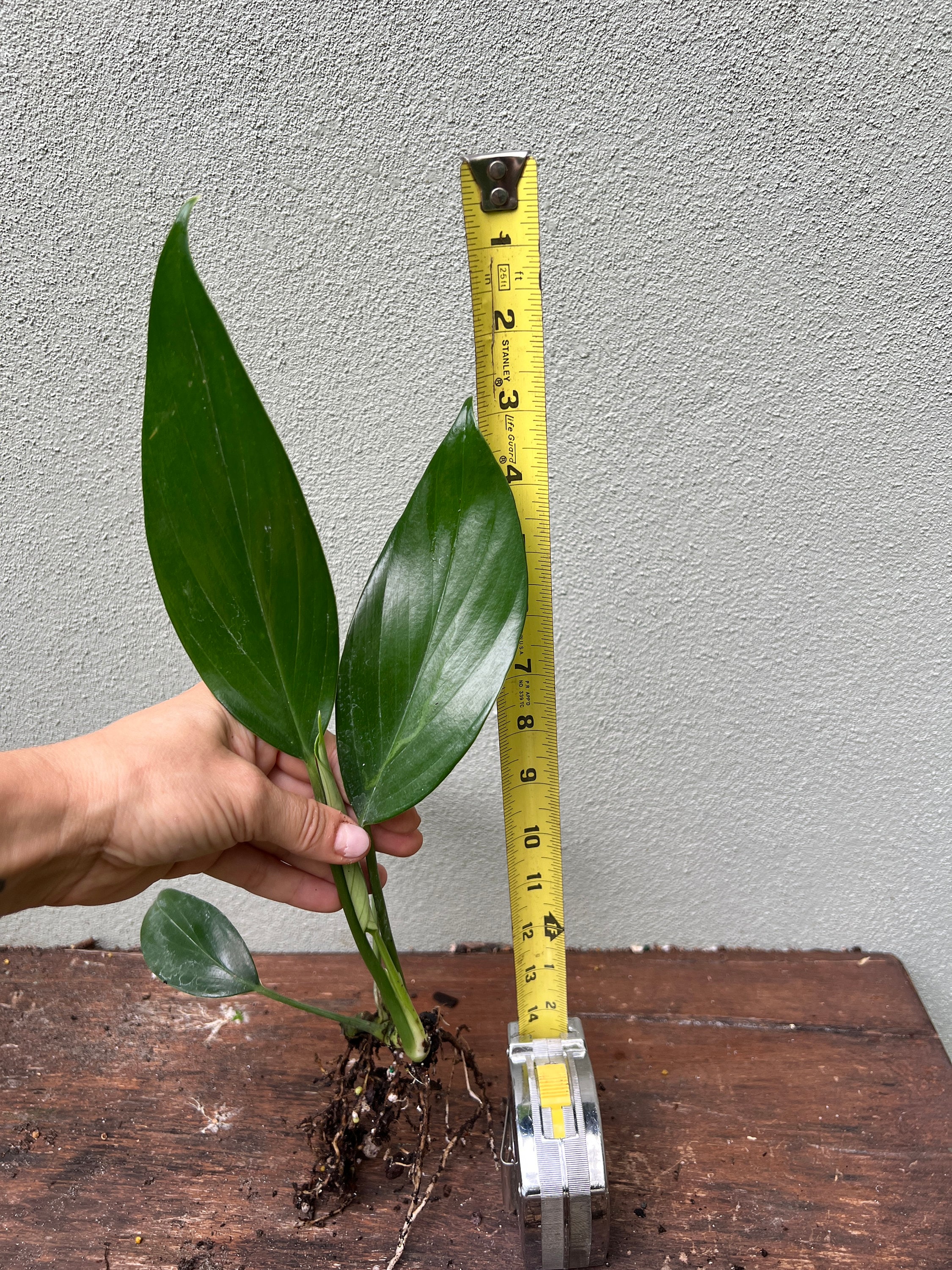 Rhaphidophora Decursiva, Actual Plant, Dragon Tail Plant, Tropical ...