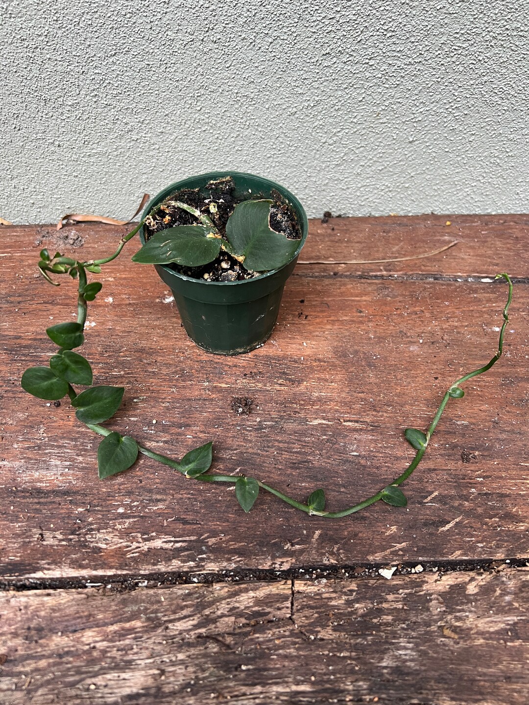 Rhaphidophora Hayi, Actual Plant, Shingling Plant, Tropical Plants ...