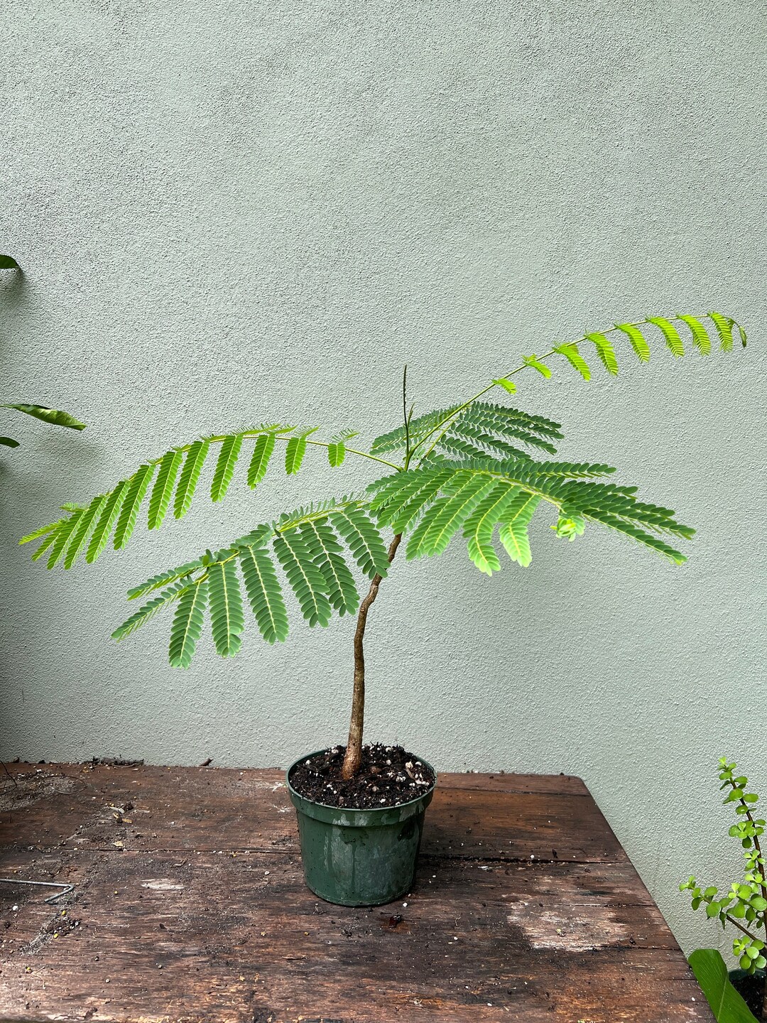Royal Poinciana Tree, Exact Plant, Flamboyant Tree, Delonix Regia ...