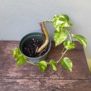 Thick Hawaiian Pothos Cutting Rooted, Aerial Roots and Nodes, Yellow ...