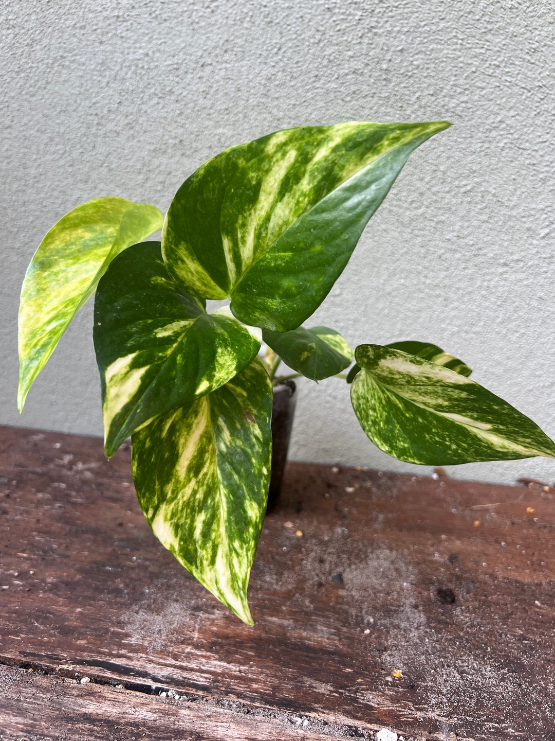 Hawaiian Pothos Rooted and Nodes, Yellow Variegated Pothos, Giant ...