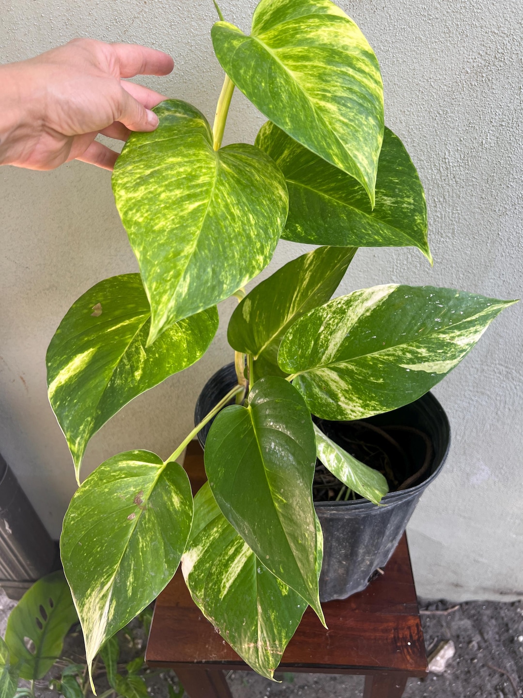 Hawaiian Pothos Rooted and Nodes, Yellow Variegated Pothos, Giant ...