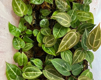 Rare Anthurium Doc Block F2 X Dark Forgetii Hybrid | Tropical Indoor ...