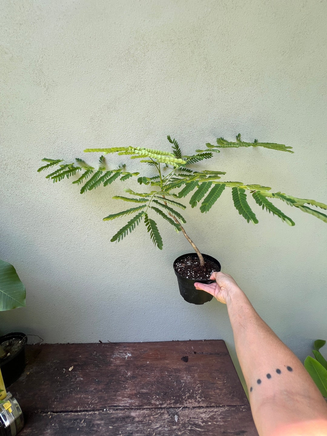 Royal Poinciana Tree, Exact Plant, Flamboyant Tree, Delonix Regia ...