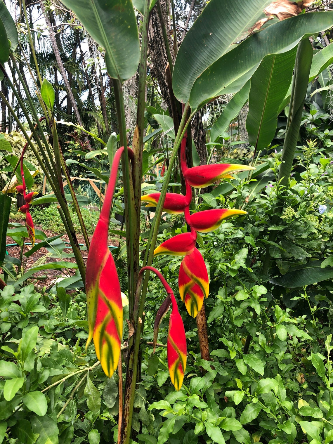 Heliconia Rostrata Rhizome Starter, Parrots Beak, Hanging Lobster Claw ...