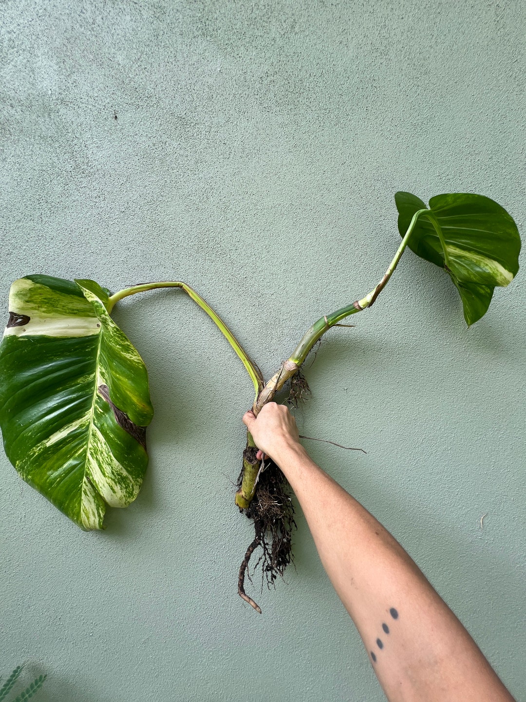 HUGE Hawaiian Pothos Cutting Fully Rooted, Yellow Variegated Pothos ...