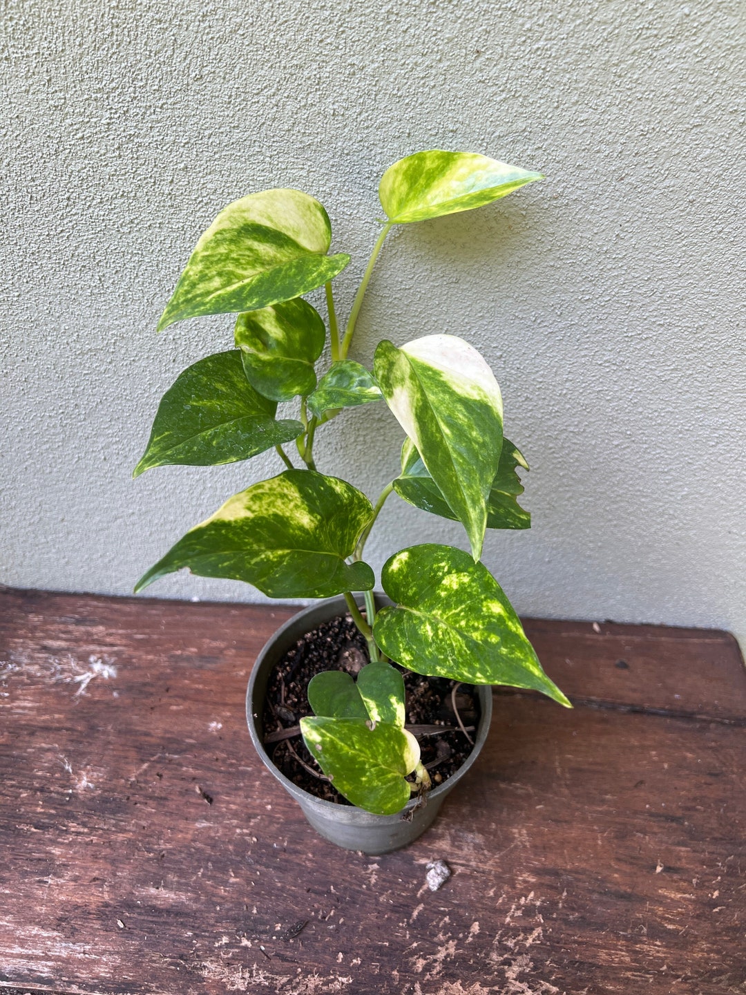 Hawaiian Pothos Rooted and Nodes, Yellow Variegated Pothos, Giant ...