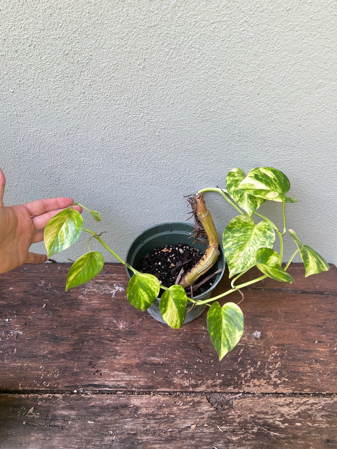 Thick Hawaiian Pothos Cutting Rooted, Aerial Roots and Nodes, Yellow ...