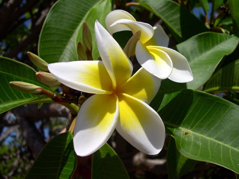Plumeria Frangipani Plant Seeds Pod, FREE SHIPPING, White and Yellow ...