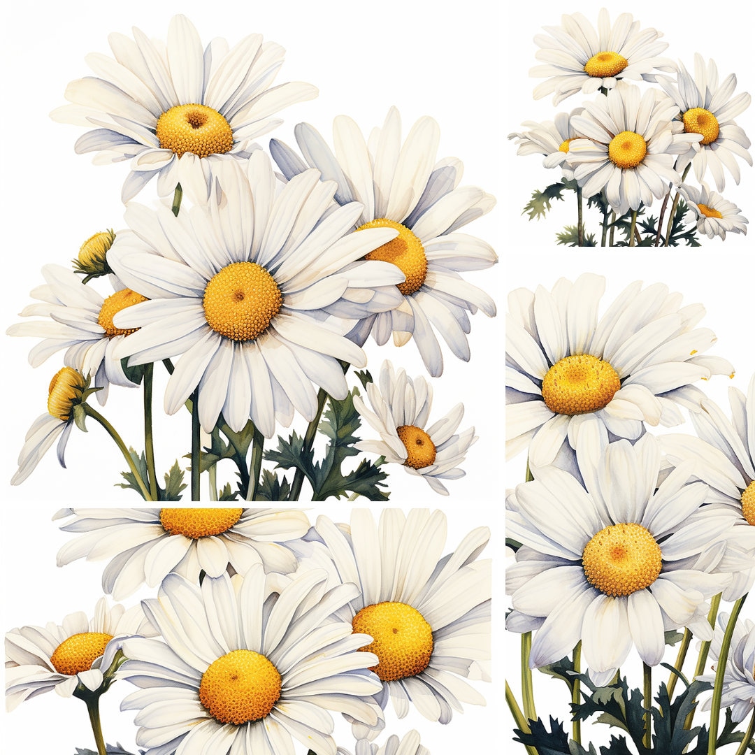 20 PNG Daisies Set, Digital Print, Digital Download, Daisy Art, Flower ...