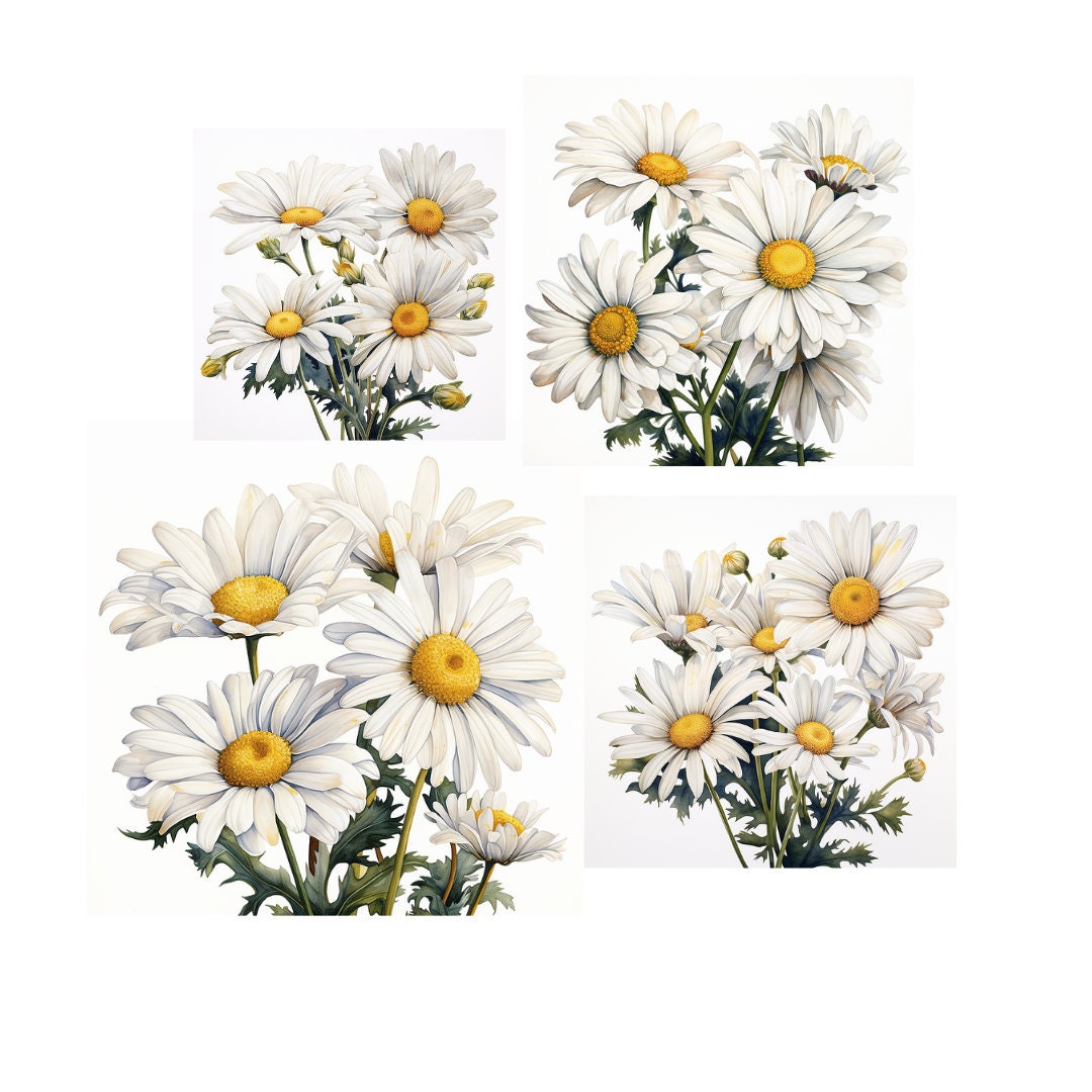 20 PNG Daisies Set, Digital Print, Digital Download, Daisy Art, Flower ...