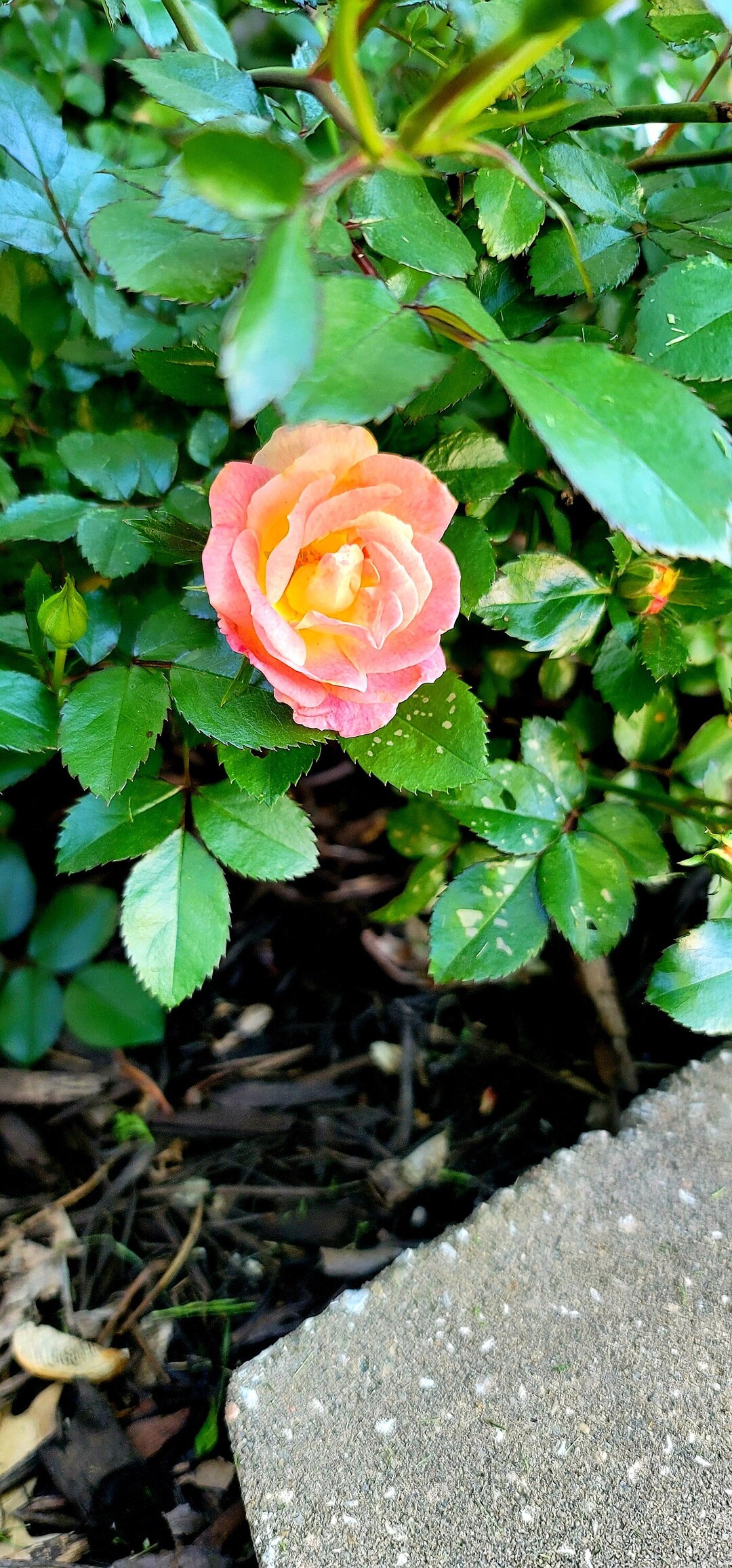 Pink and Yellow Mini Rose - Etsy