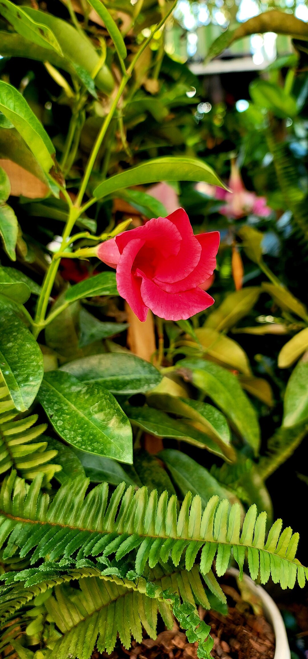 Pink Spiral Flower - Etsy