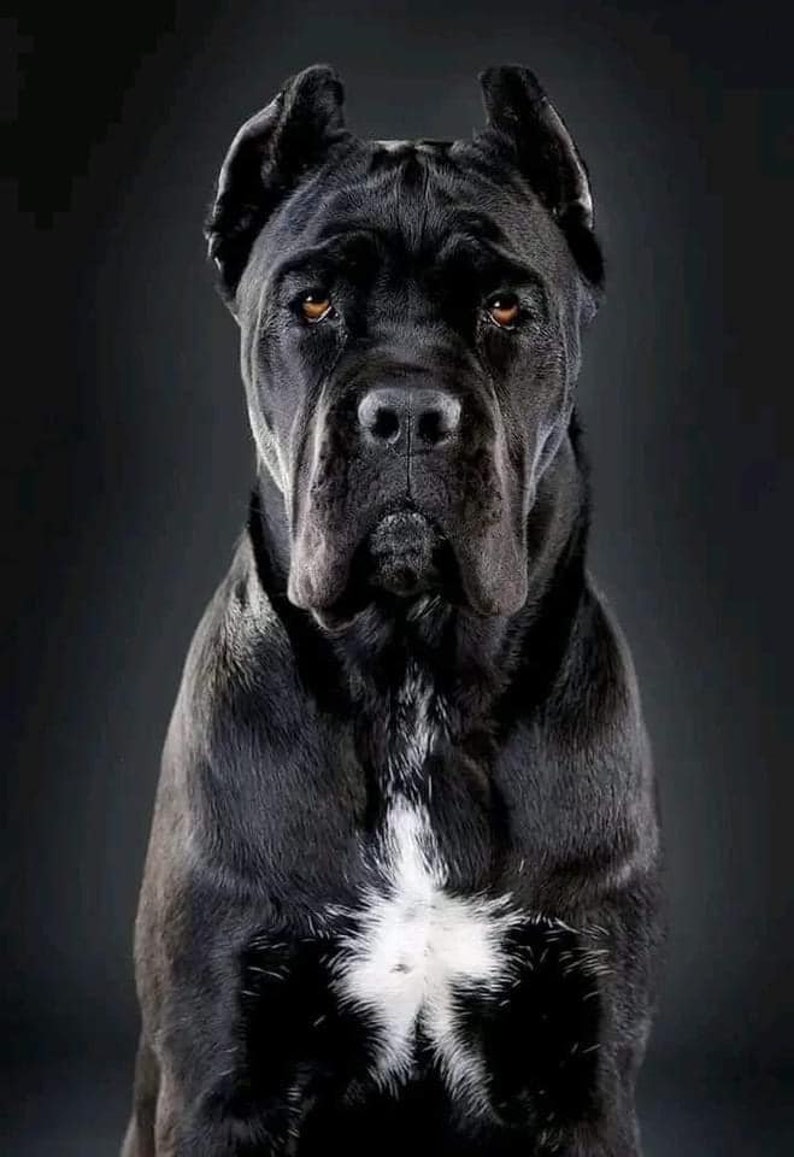 My Guardian- Cane Corso - Etsy