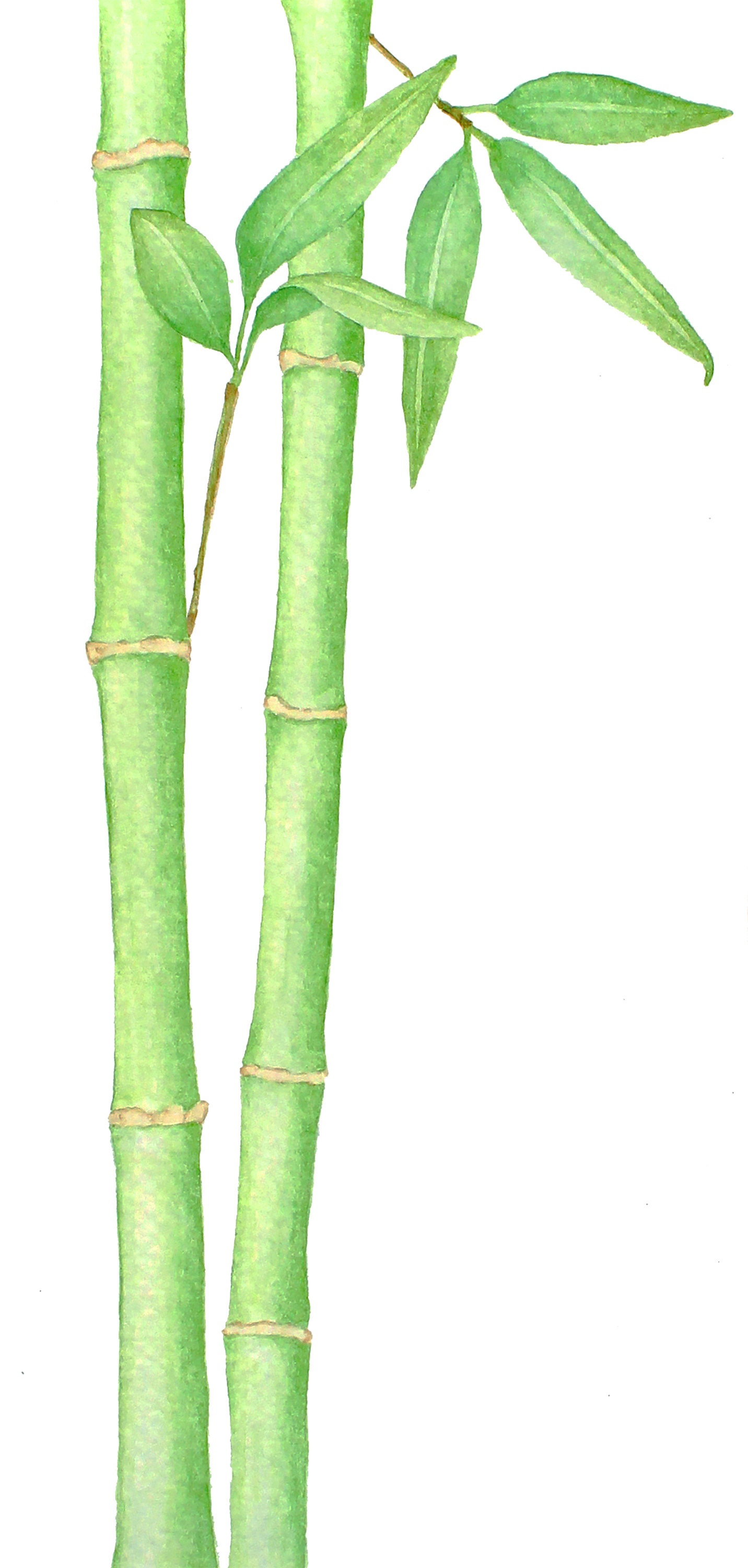Bamboo Poster | Bamboo Art Print | Plant Art Print | Bamboo Printable ...