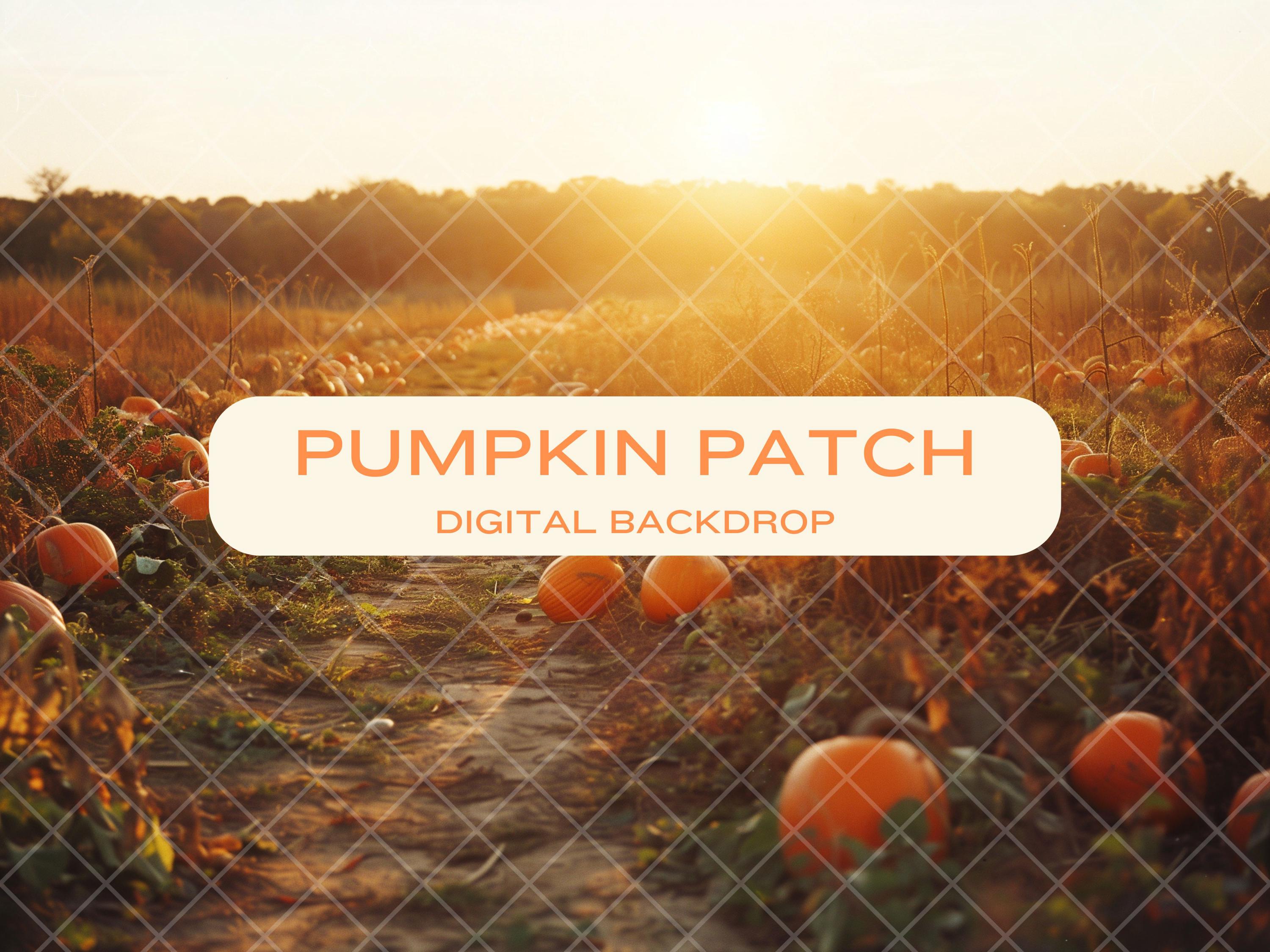 Pumpkin Patch Photography Backdrop, Fall Digital Backdrop, Autumn ...
