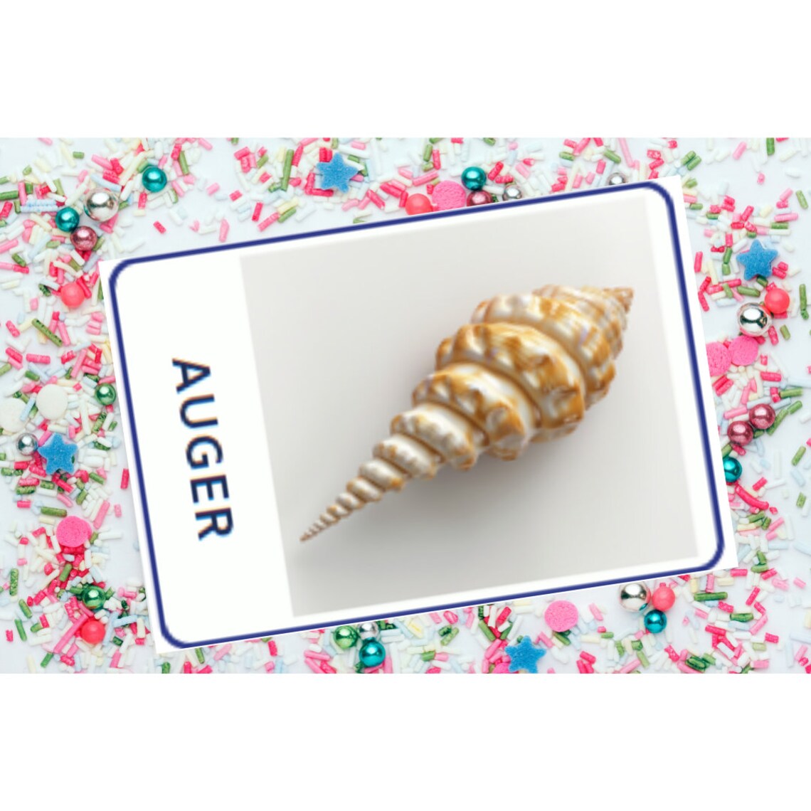 32 PNG Seashell Flashcards, Montessori Cards, Nomenclature Cards ...