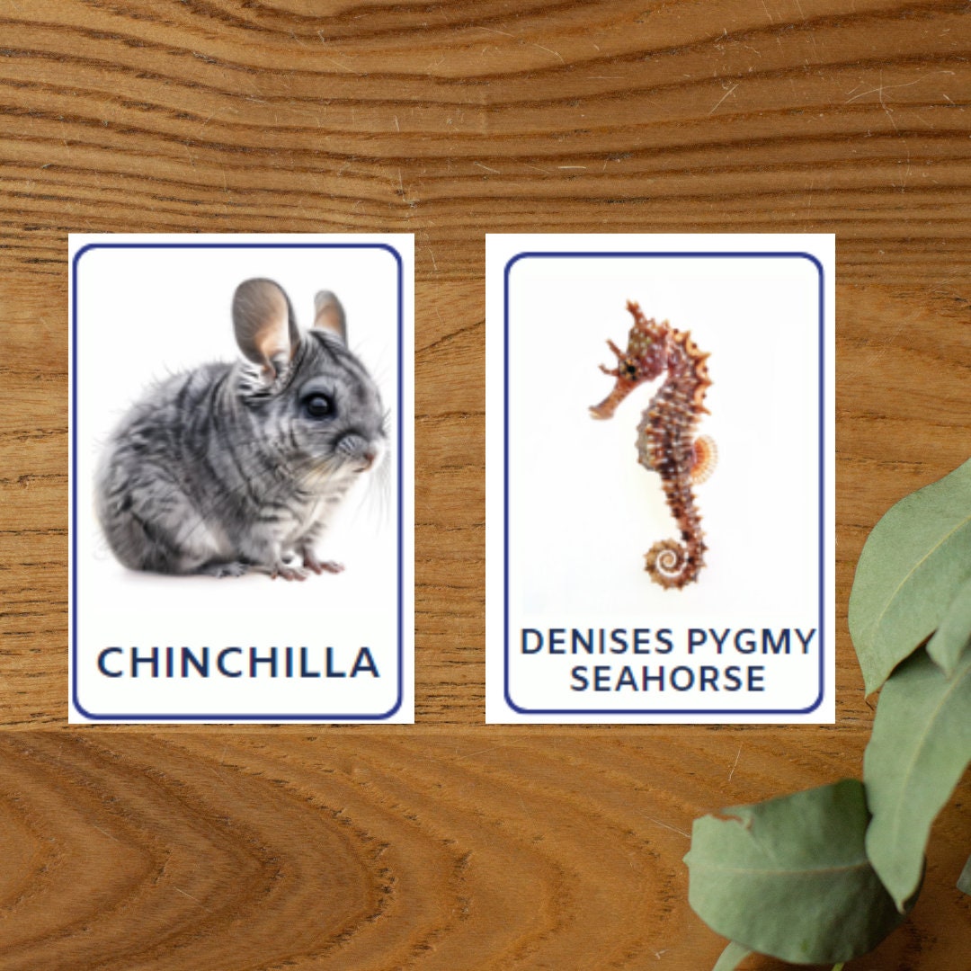 32 PNG Small Animals Montessori Flashcards, Nomenclature Printable ...