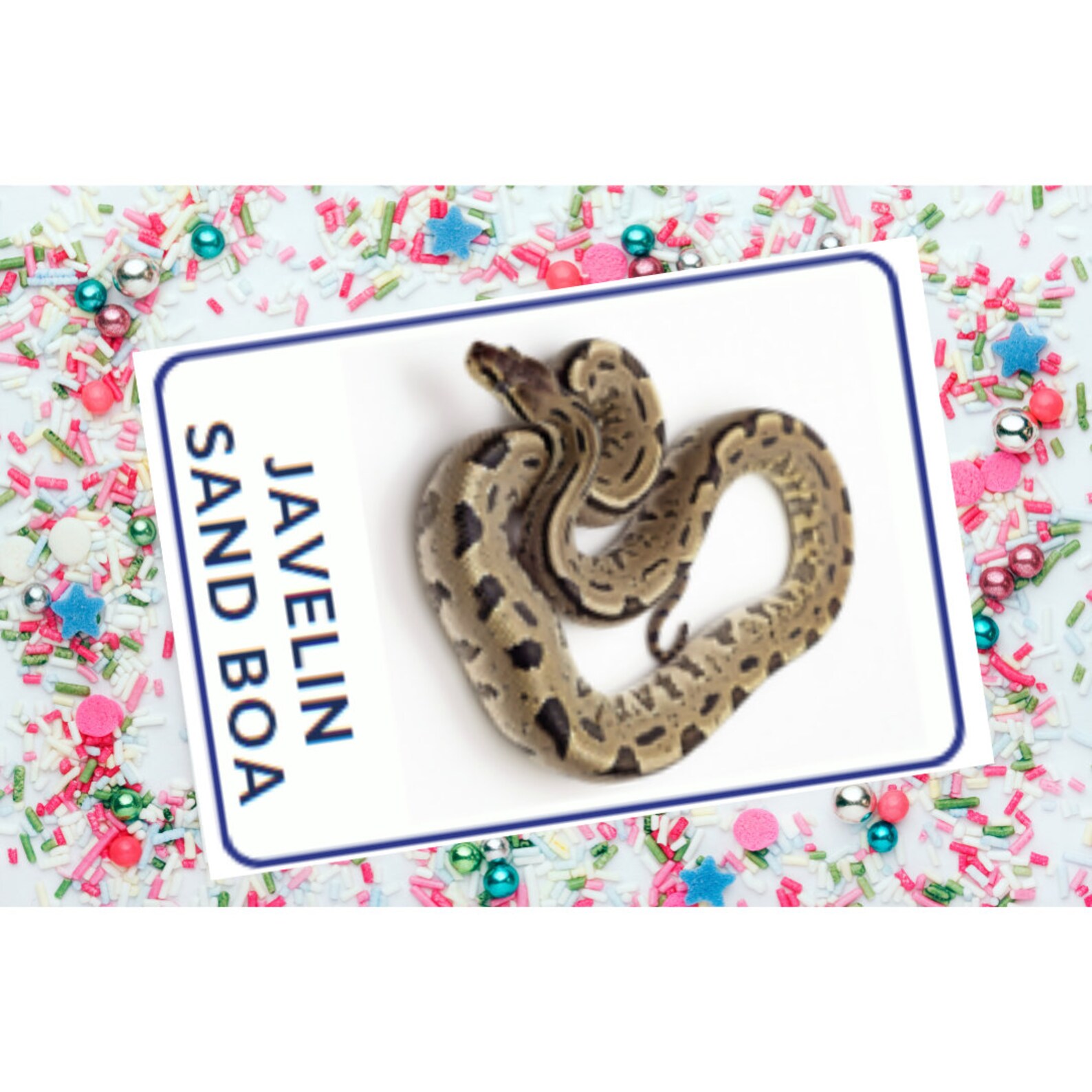 32 PNG Snakes Types Flashcards, Kids Printable, Nomenclature Cards ...